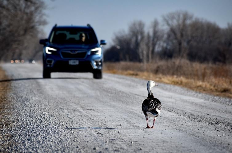 Millions of snow geese migrate over northwest Missouri | State News ...