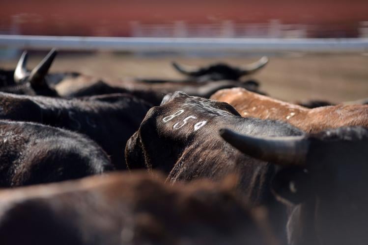 Cattlemen Days Rodeo returns to Ashland | News | columbiamissourian.com