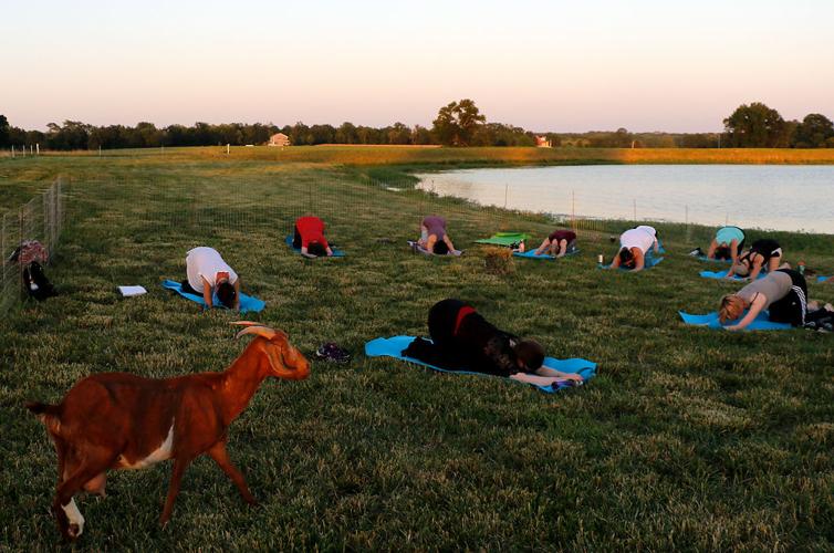 In a pastoral setting, goat yoga makes its mid-Missouri debut | Local ...