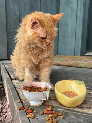 When beloved pets die, these counselors help owners grieve their loss ...