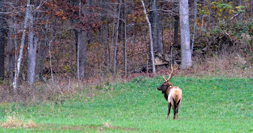 Missouri elk season could start as soon as 2020 | Local ...