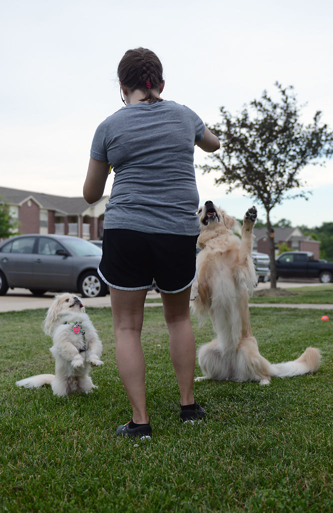 Certification process affecting perceived legitimacy of emotional ...