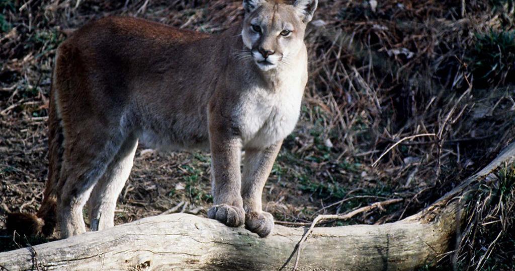 First female mountain lion confirmed in Missouri since 1994 | State ...