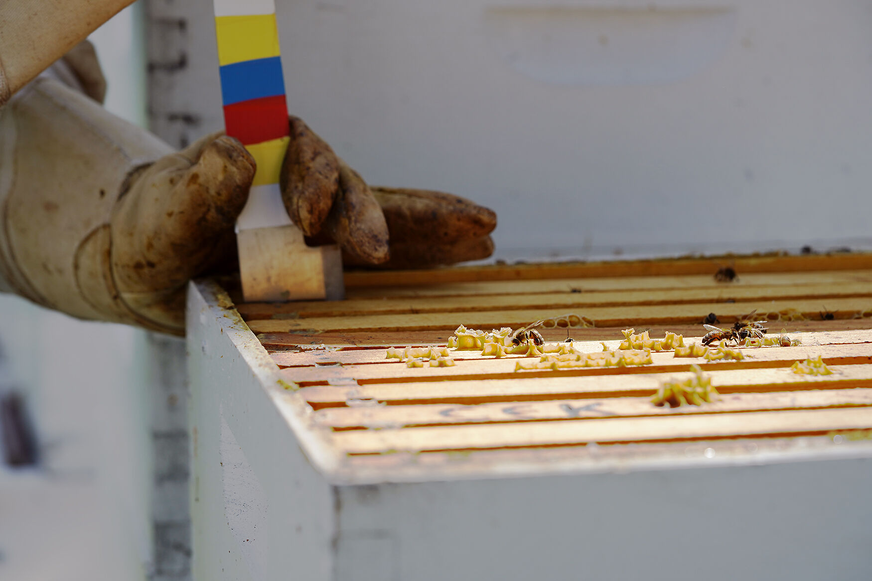 A field day with local bees | News | columbiamissourian.com