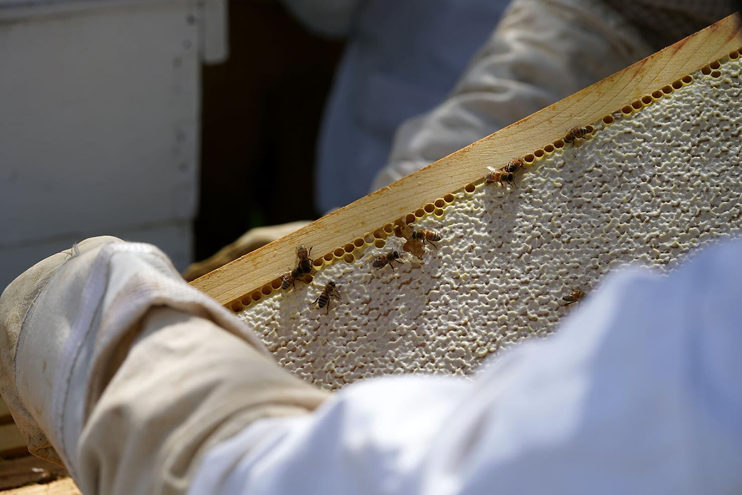 A field day with local bees | News | columbiamissourian.com