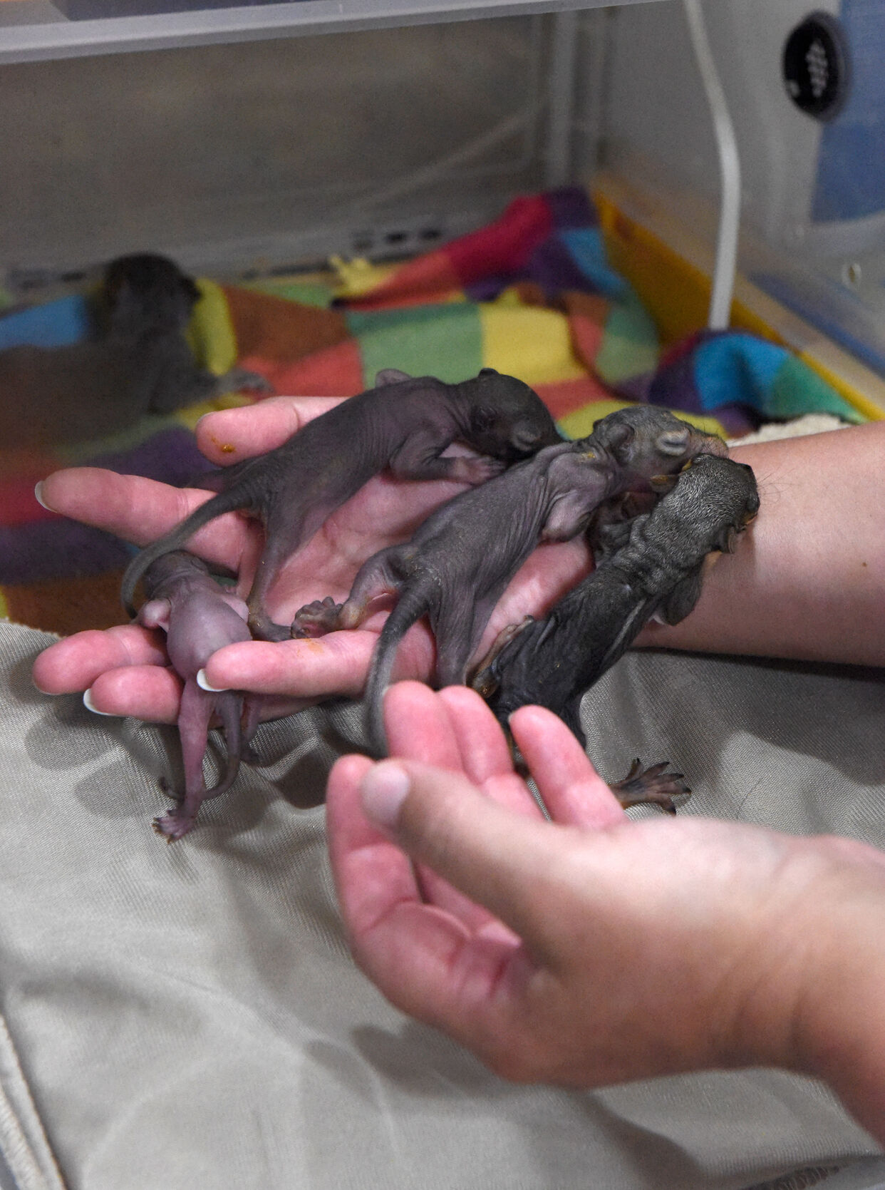 Jenny's Wildlife Wonderland: The demanding, satisfying world of ...