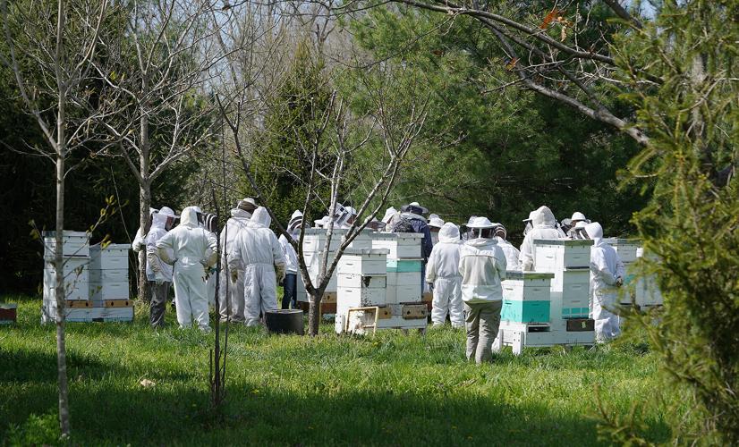 A field day with local bees | News | columbiamissourian.com