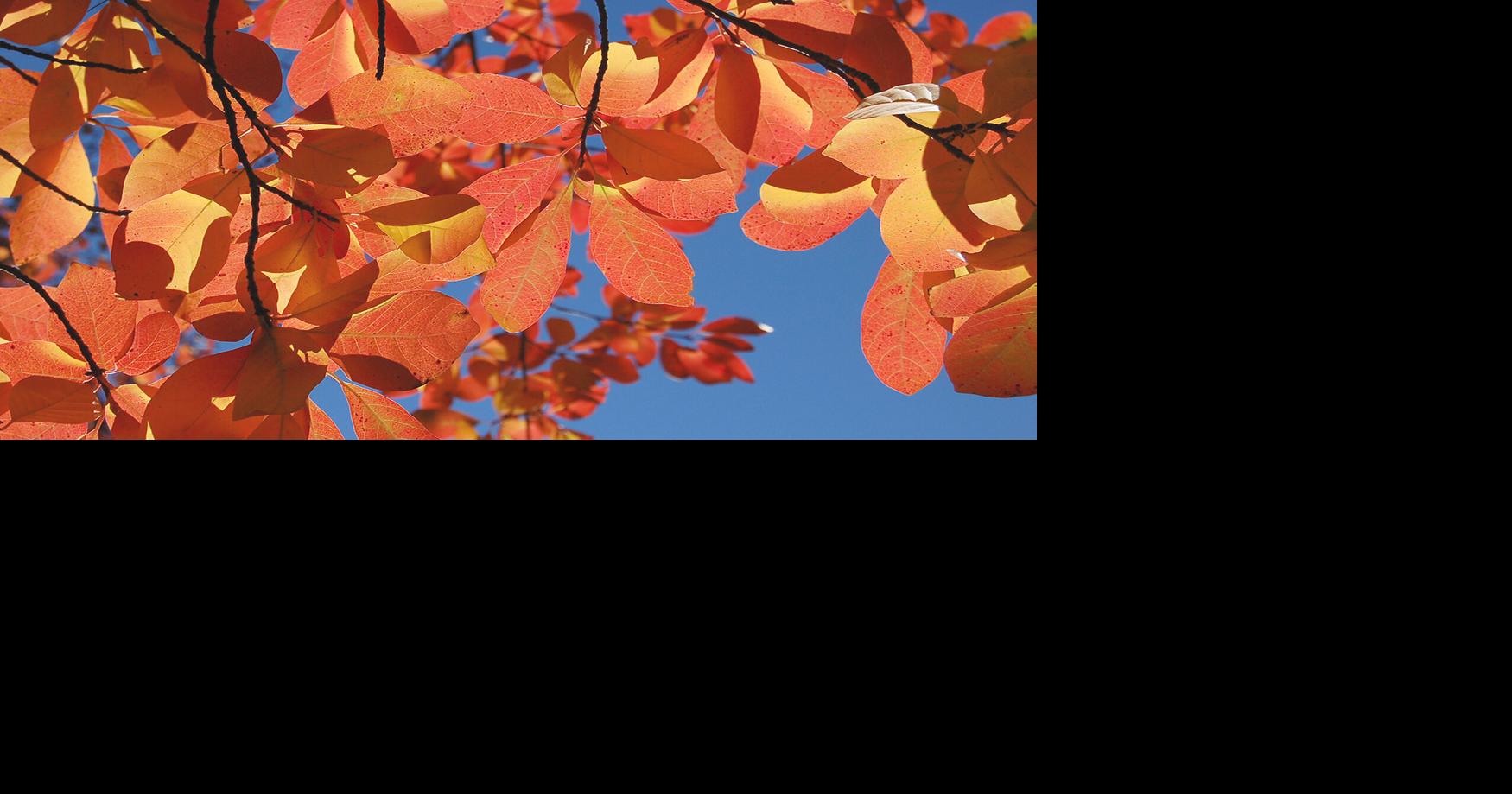Black gum tree offers consistent color in fall | Local Columnists ...