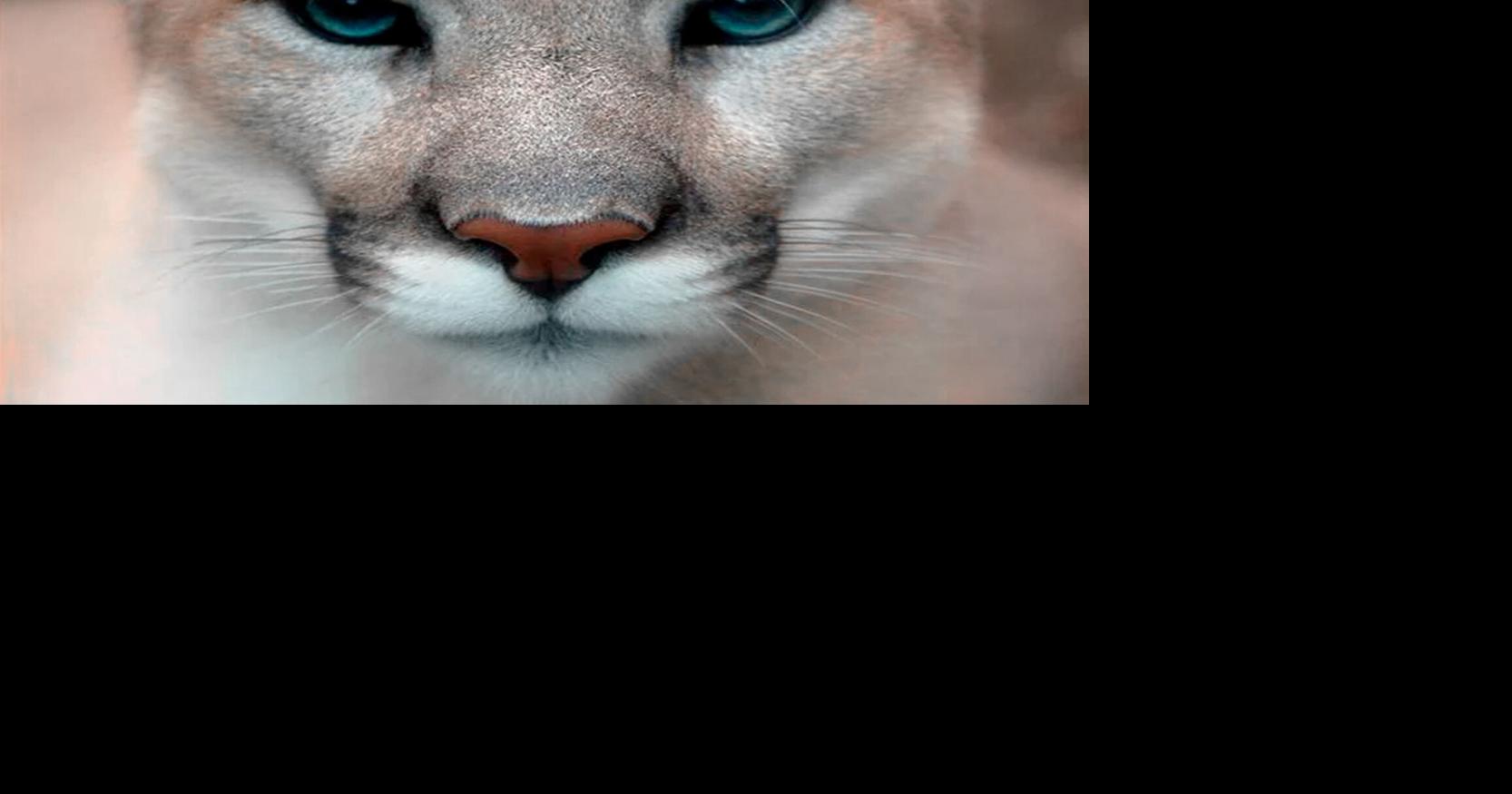 New Year, New Cats in Mizzou, Boone County territory | Local ...