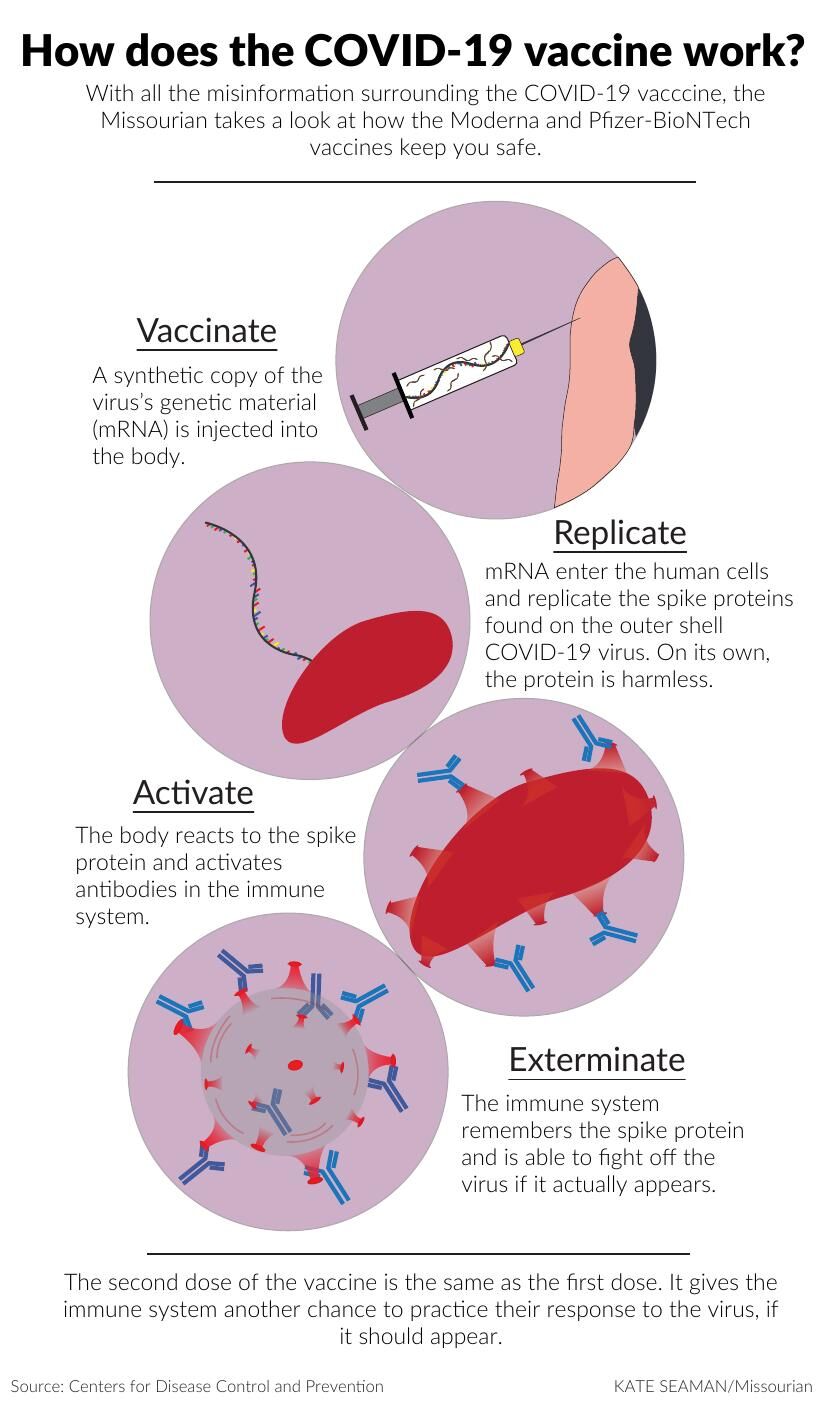 How does the COVID-19 vaccine work? | Graphics | columbiamissourian.com