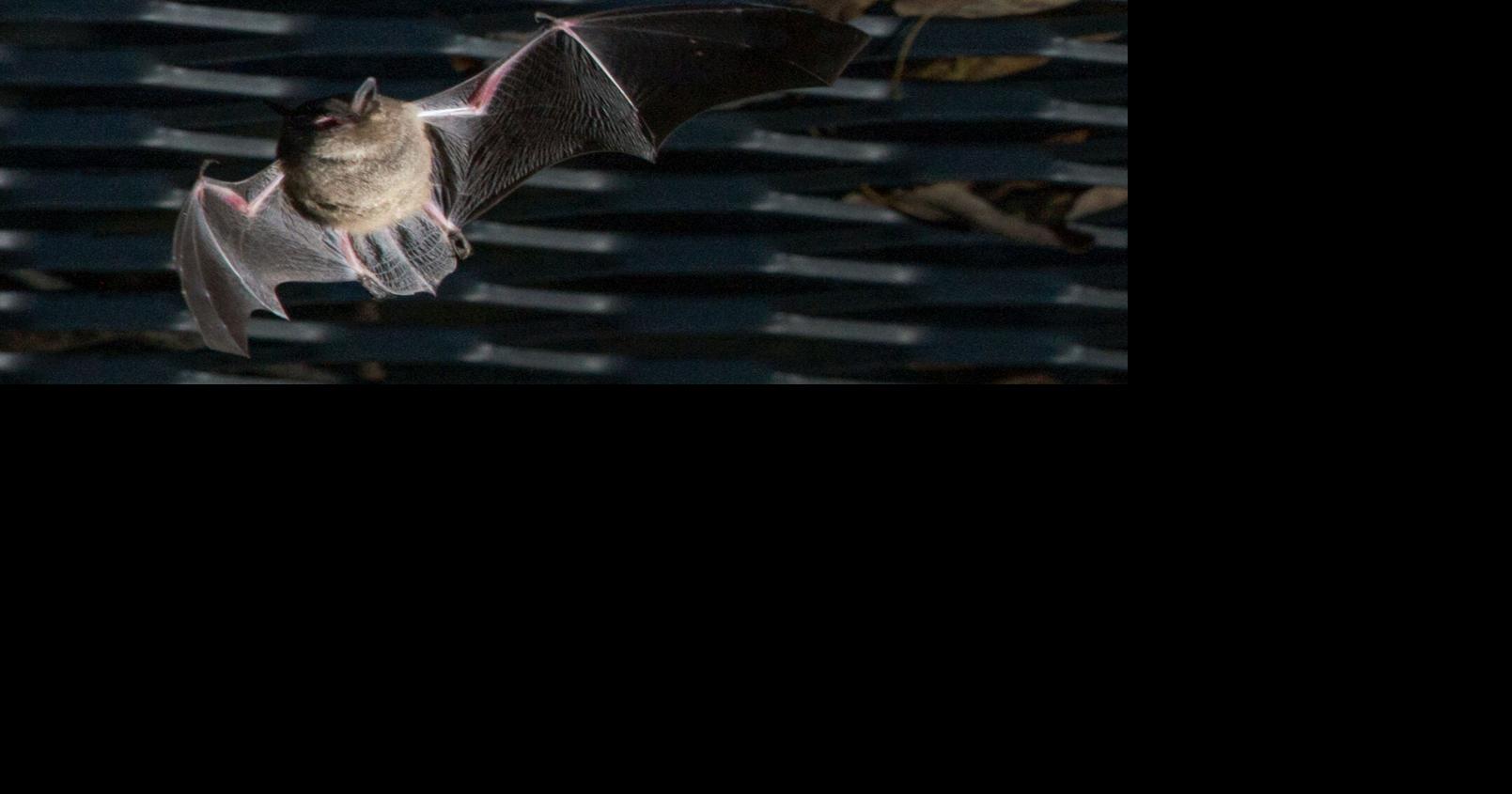 Share land and sky with endangered bats at Sodalis Nature Preserve near ...