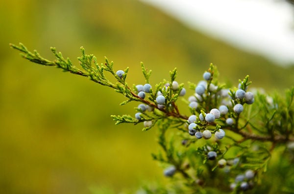 PHOTO GALLERY: Fall colors begin to peek through at Capen Park | Local ...