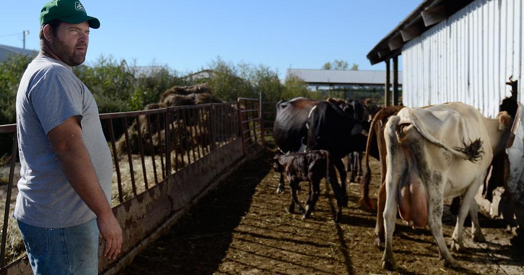 For Tim Lavy, dairy farming comes naturally | News | columbiamissourian.com