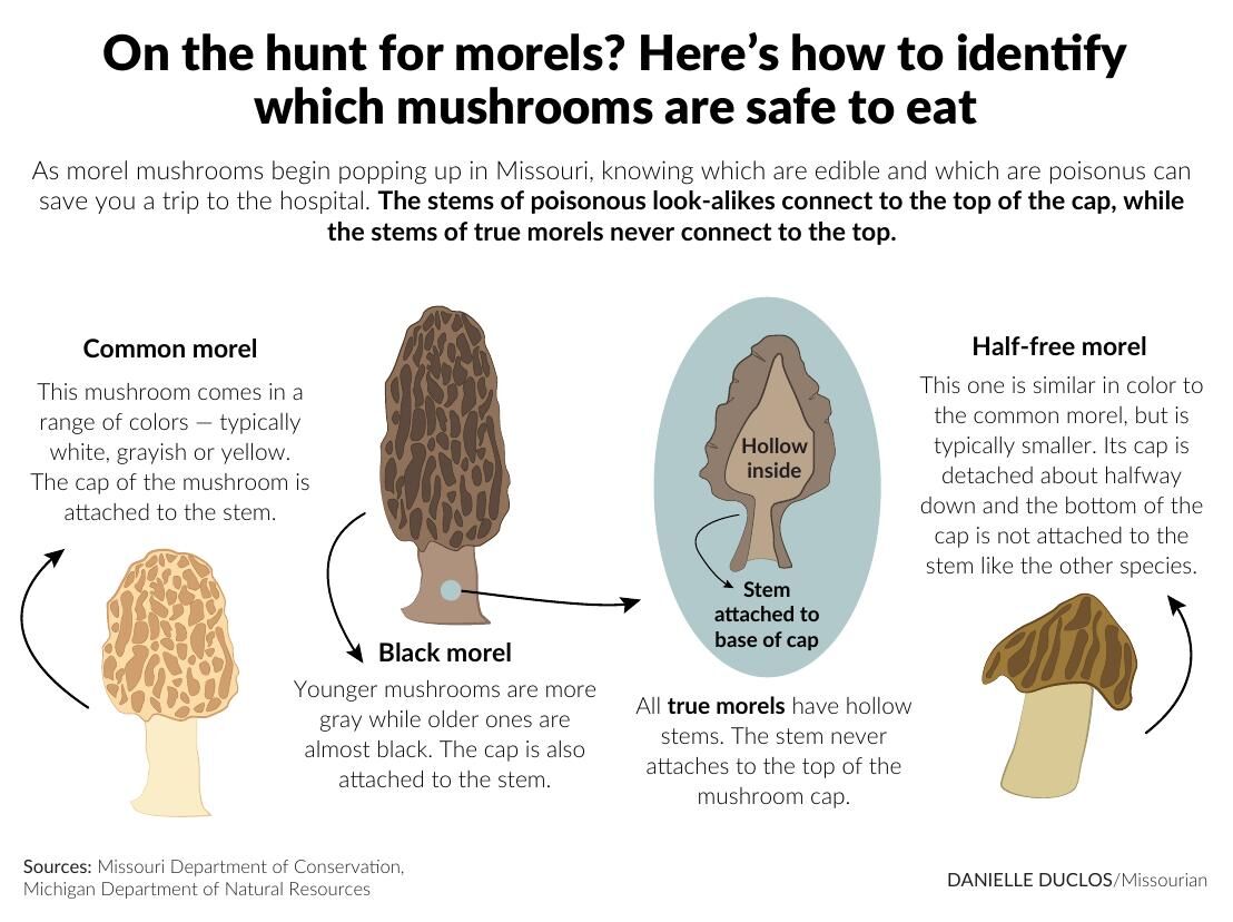 On the hunt for morels? Here’s how to identify which mushrooms are safe ...