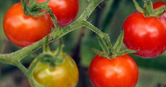 Start a vegetable garden: the basic skills to teach your kids | COMO ...