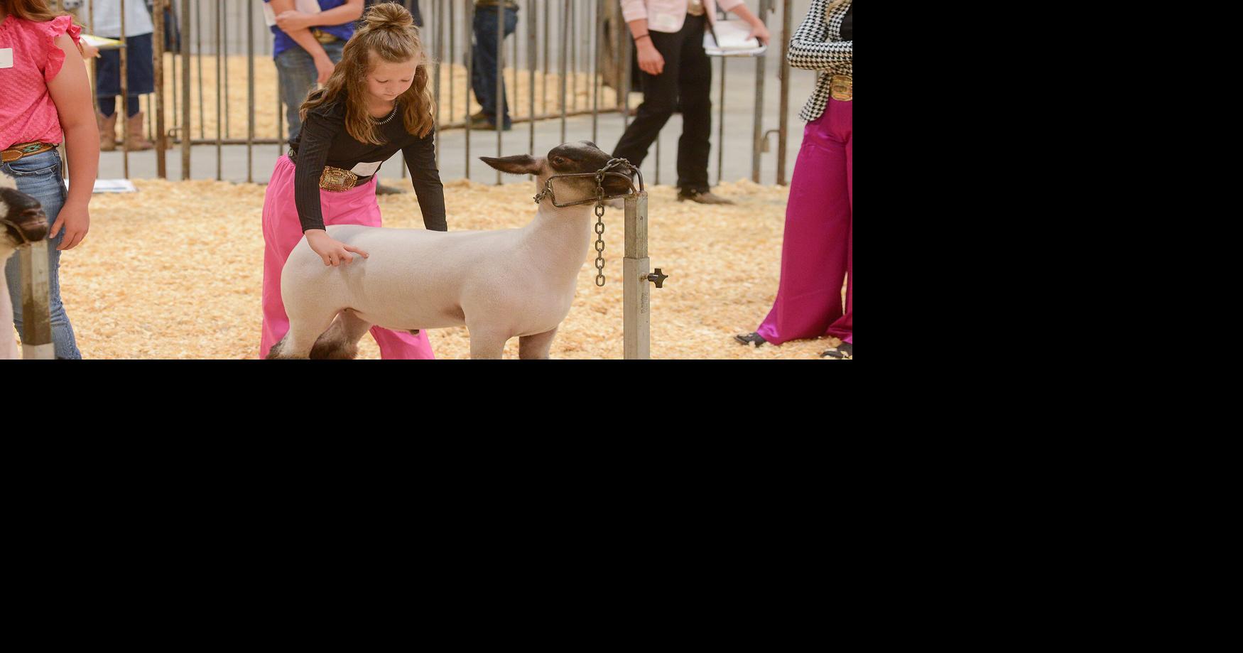 Livestock contest rounds up students from all over Missouri | News ...