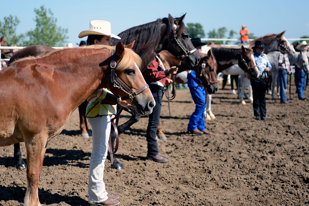 Boone County Fair opens with horse show and parade | Local ...