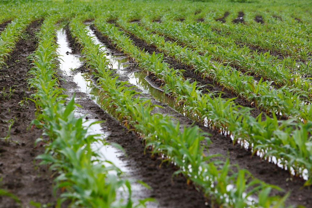 Continuous rain frustrates farmers, hinders crops | Local ...