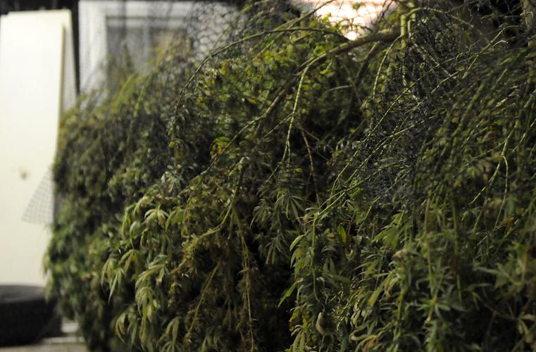 Growing hemp: Eager producers need to wade in carefully, experts say ...