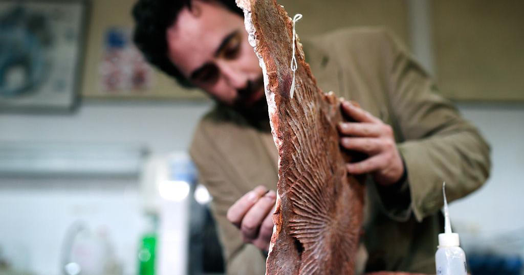 Researchers find fossil of 'Super Salamander' species | News ...