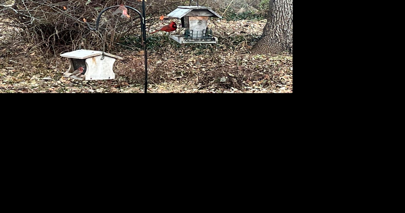 Make a natural bird feeder for simple winter entertainment | Local ...