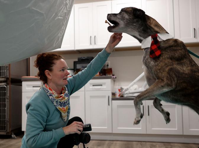 Professional photos by a portrait studio in Ashland help rescue pets ...