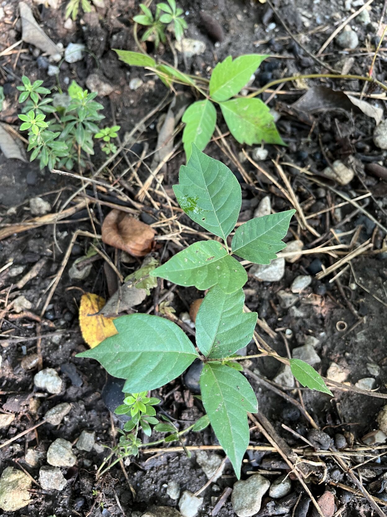 Climate change could affect how fast, large poison ivy grows | Local ...