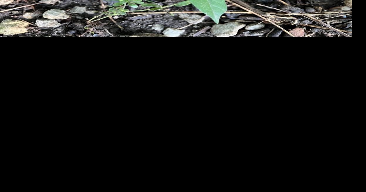Climate change could affect how fast, large poison ivy grows | Local ...