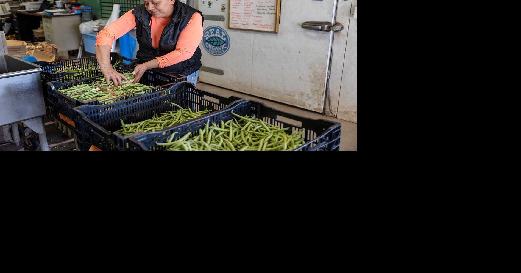 Farm hand Erica packs beans in small containers | News ...