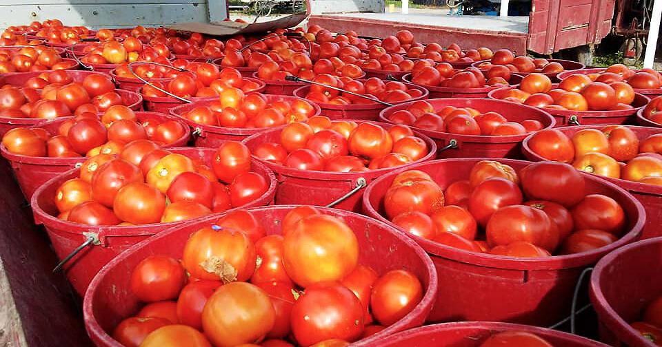 Thies Farm and Market offers fresh produce and more throughout the year ...