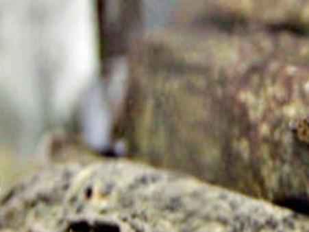 salamander promo code