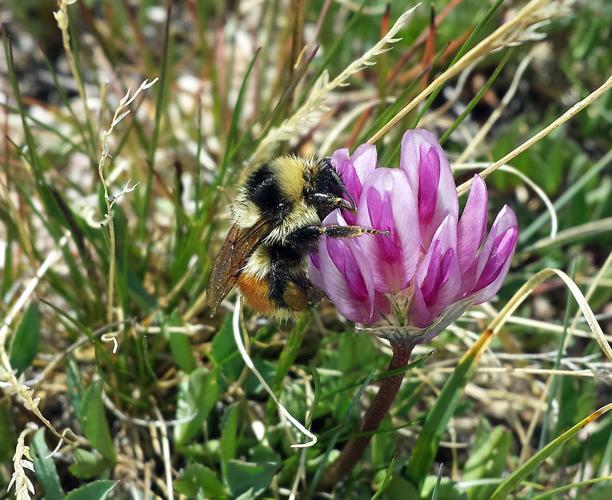 MU scientists create technology to keep busy bees buzzing | Local ...