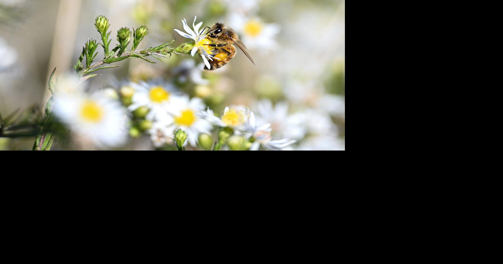 Pollinators have a new place to graze in northeast Columbia | Local ...