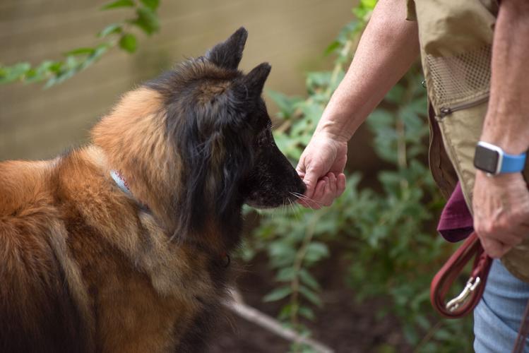 Dogs learn scent tracking at Trowbridge Livestock Center | Photos ...