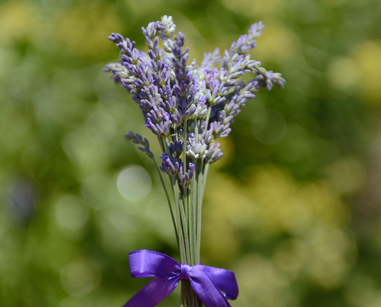 Fields of purple: How lavender could become a beautiful new crop in ...