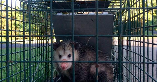 FROM READERS: A new species of varmint discovered in cantaloupe caper ...