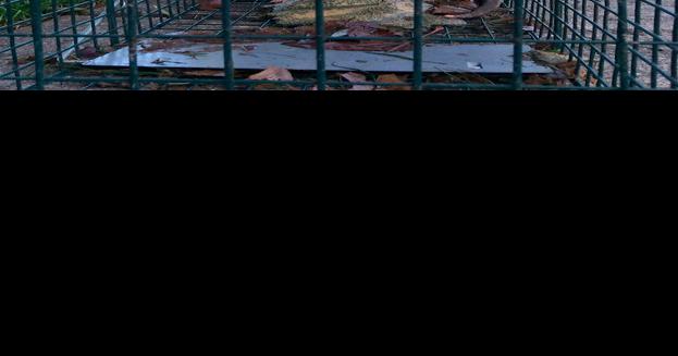 FROM READERS: A new species of varmint discovered in cantaloupe caper ...