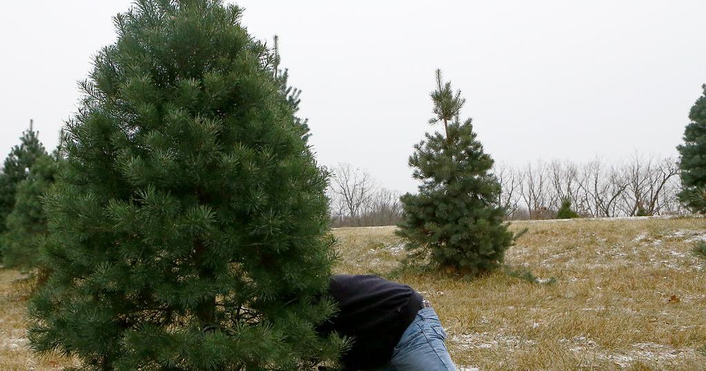 Timber View Tree Farm is a family business | News | columbiamissourian.com