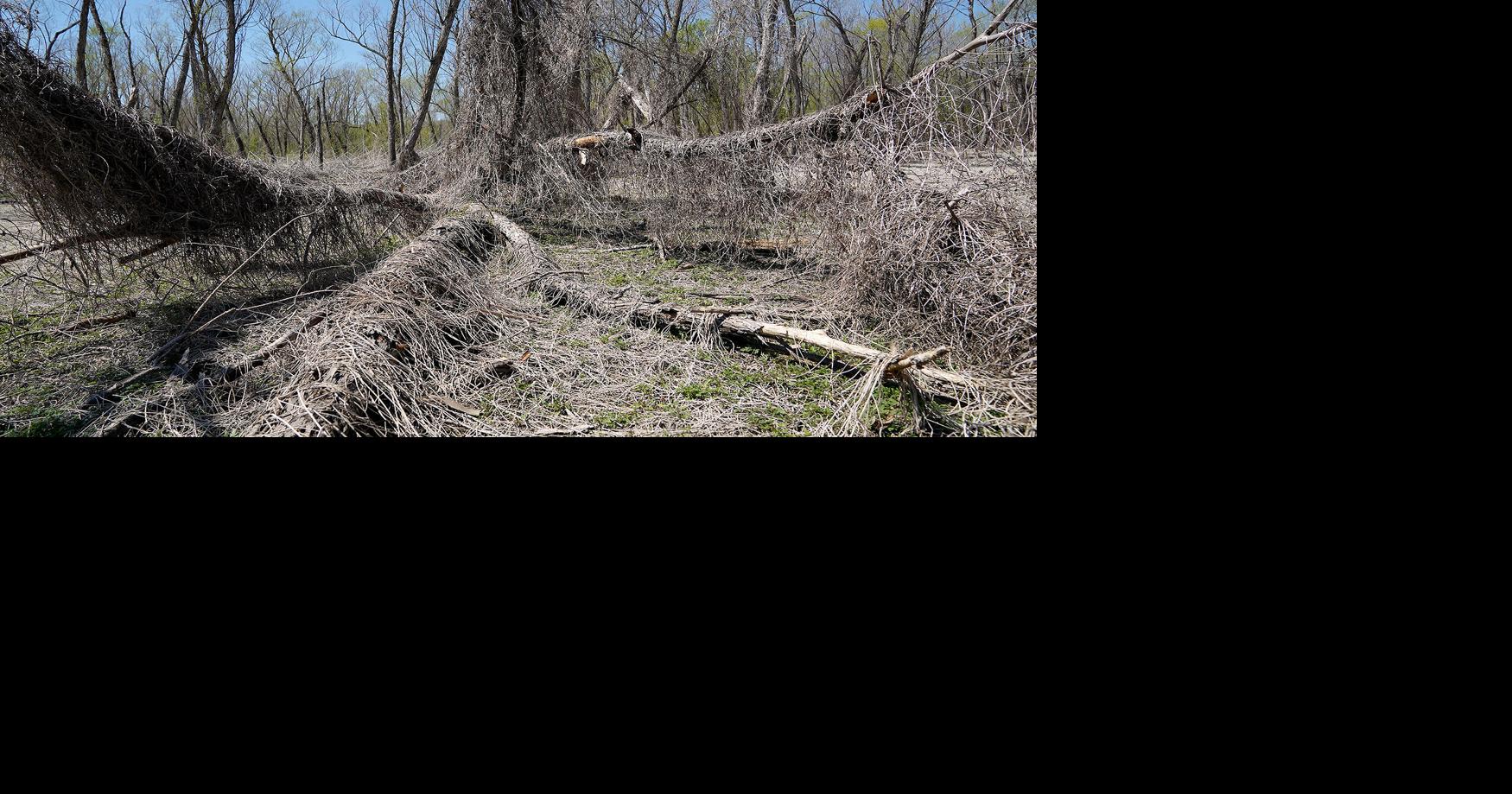 Invasive plants lead to tree cutting at Eagle Bluffs | Local ...