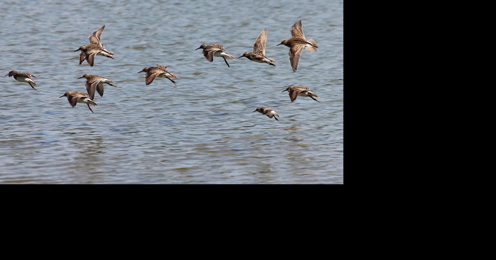 Great River National Wildlife Refuge has 11,000 acres of habitat for ...
