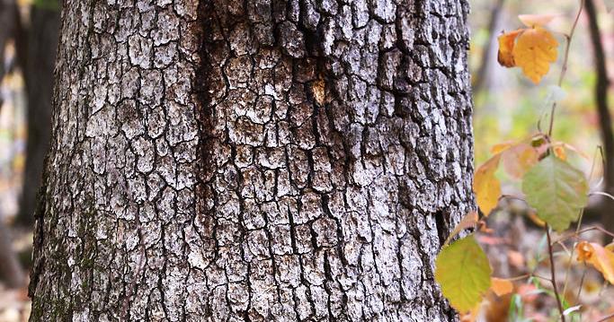 White oak decline mysterious to foresters | Local | columbiamissourian.com
