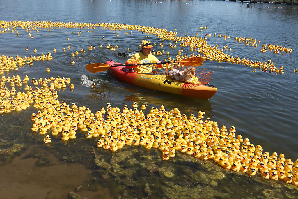 Rubber ducks invade Stephens Lake for Central Missouri Humane Society ...
