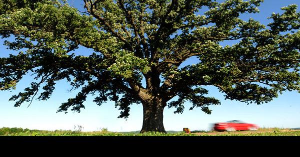 COMO YOU KNOW: McBaine bur oak tree | Archives | columbiamissourian.com