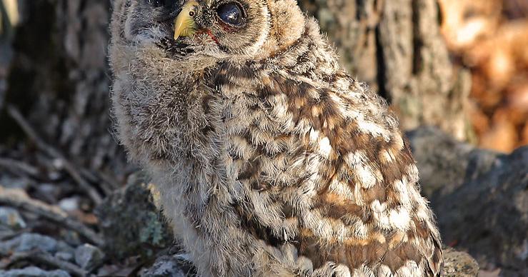 Rescued owl receives help from MU vet school organization | Local ...