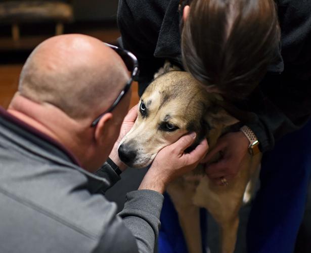 Missouri hospital therapy dog dies after mysterious infection; second ...