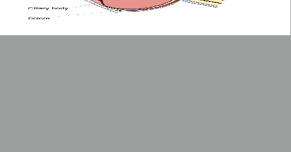 Where is the cornea? | Graphics | columbiamissourian.com