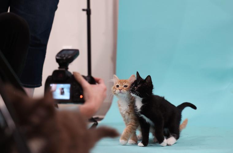 Professional photos by a portrait studio in Ashland help rescue pets ...