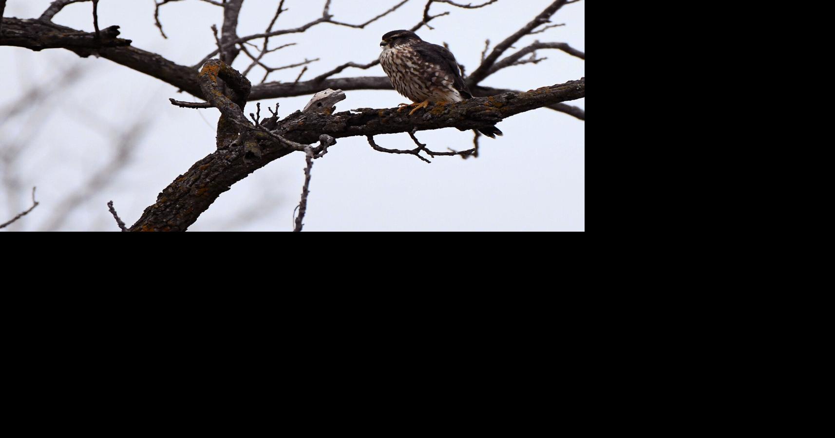 Millions of birds fly over Boone County in fall migration | Local ...
