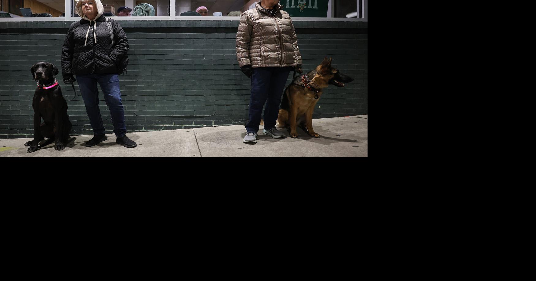 Downtown pack walk helps dogs build confidence, training skills | Local | columbiamissourian.com