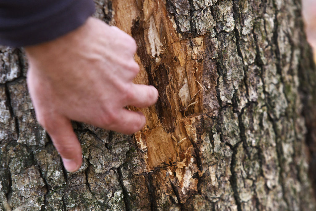 White oak decline mysterious to foresters | Local | columbiamissourian.com